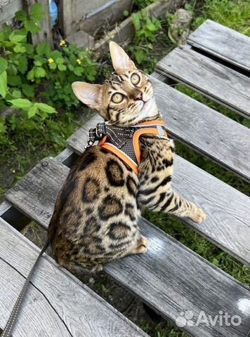Бенгальские котята