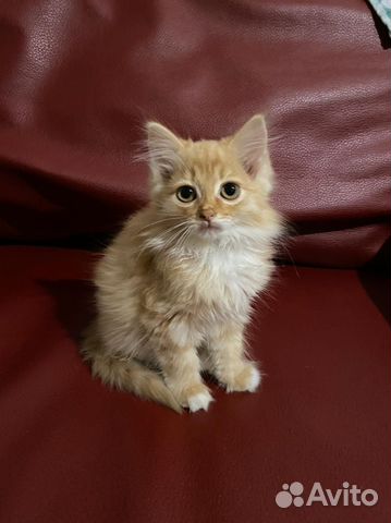 Рыжий котенок, кошечка, кошка, девочка