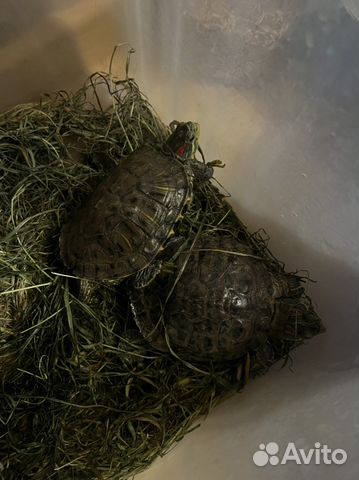 Красноухая черепаха