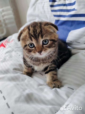 Кошки вислоухие