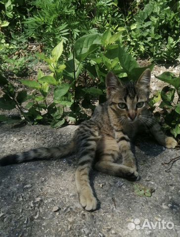 Котенок девочка