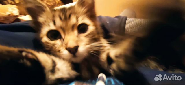 Котенок очень нежная девочка бесплатно