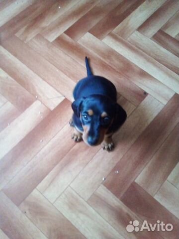 Продам таксу