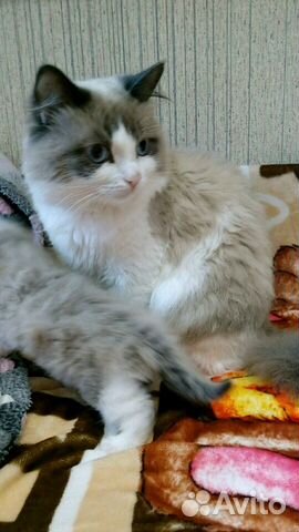 Девочки рэгдолл