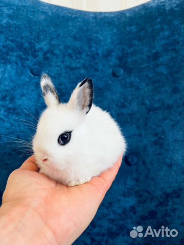 Кролики мини пушистики