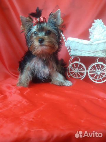 Красавец мальчишка