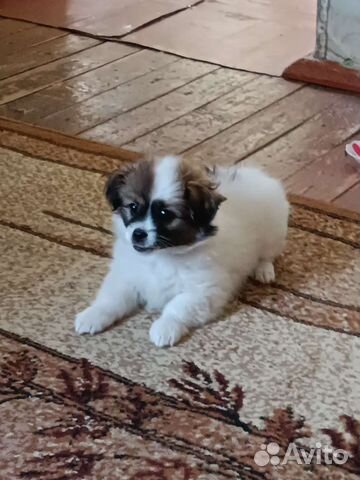 Щенки пекинеса дворняга девочка