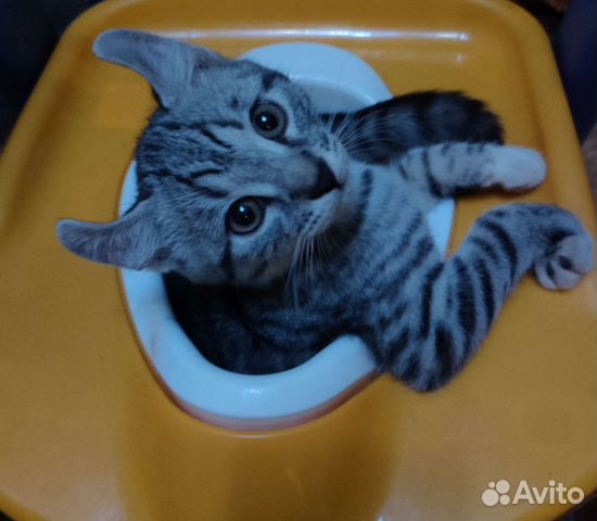 Метис канадского эльфа