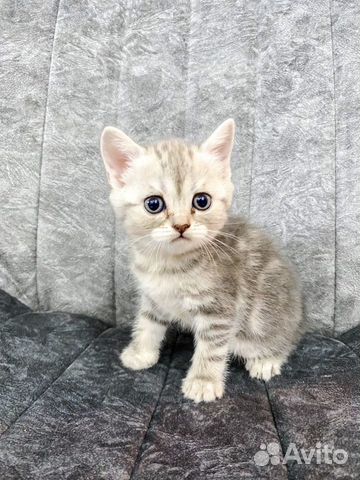 Шотландский прямоухий котенок