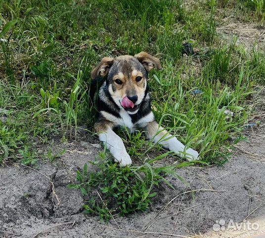 Щенок в добрые руки бесплатно