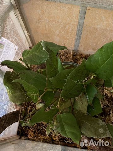 Малыши аннамских палочников