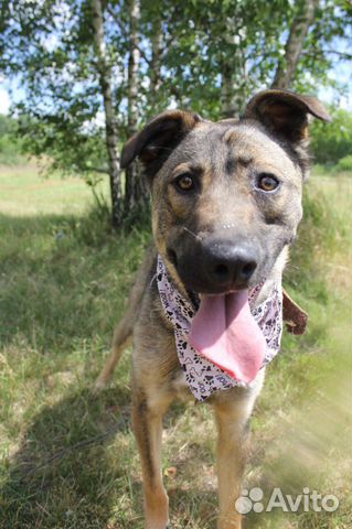 Пёс с тяжелой судьбой ищет своего человека