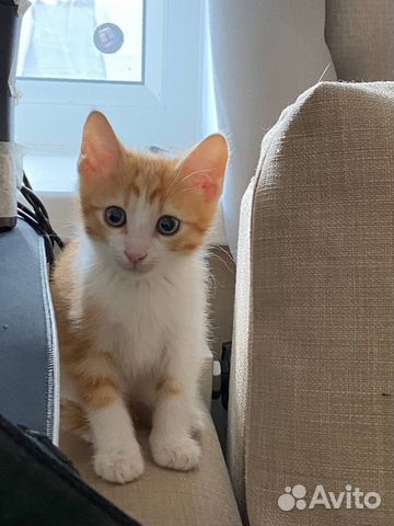 Котенок Морсик