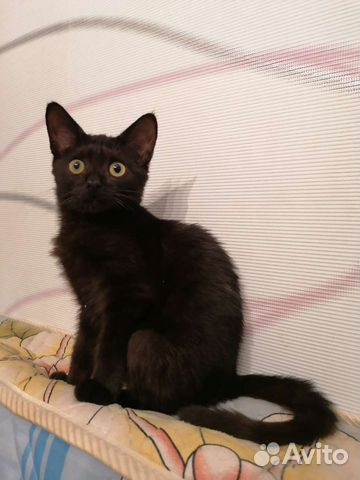Котенок