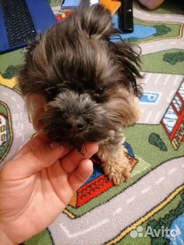 Собака, Йорк, в добрые руки отдам бесплатно