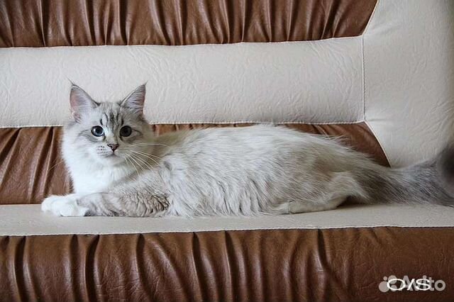 Невский маскарадный котенок