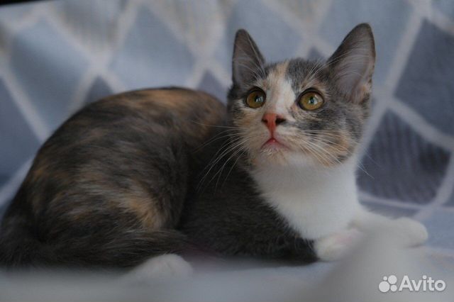 Кошка бесплатно