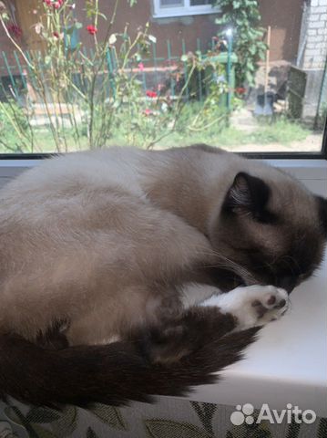Кот