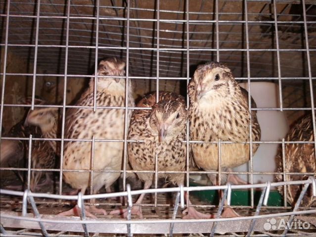Перепёлки 8 месяцев