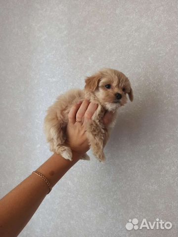 Мальтипу Ф1 девочка мини-микро Капучино