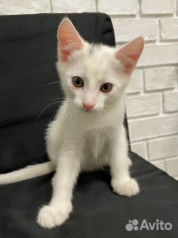 Котята метис Као Мани