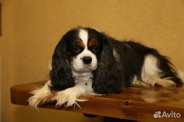 Кавалер кинг чарлз спаниель