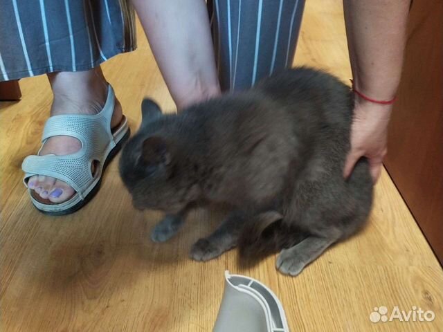 Отдам британскую кошечку