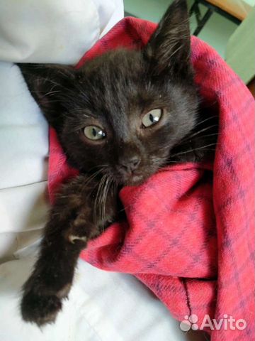 Кошка