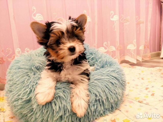 Бивер мальчик РКФ