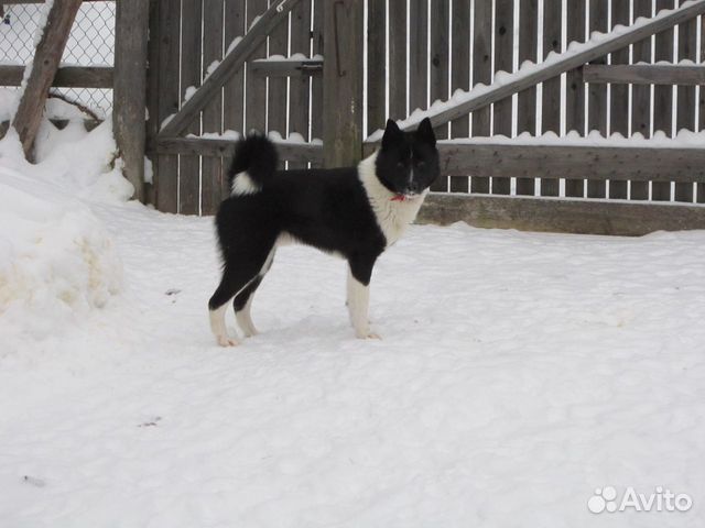 Щенки русско европейской лайки