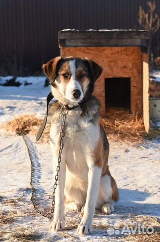 Собака Лайма ищет любящую семью