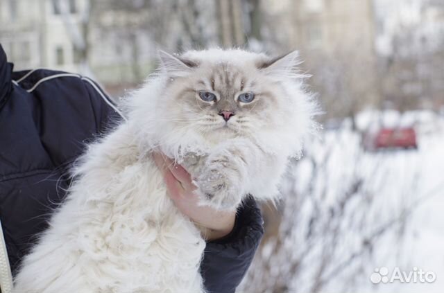 Кот невский маскарадный