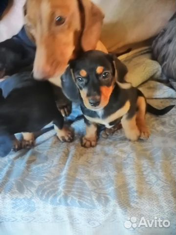 Такса полукровка