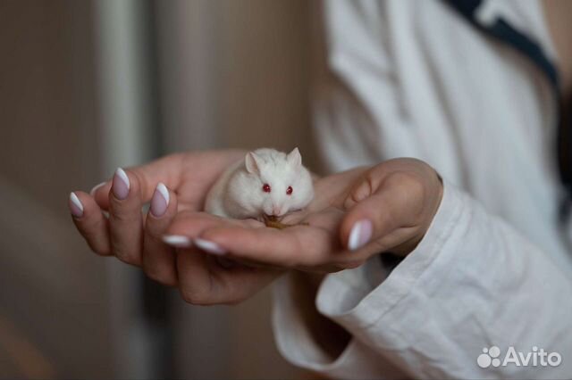 Джунгарский хомяк