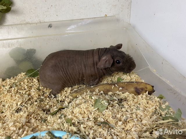 Скинни свинка