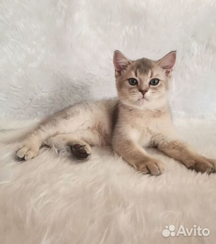 Котик, голубое золото