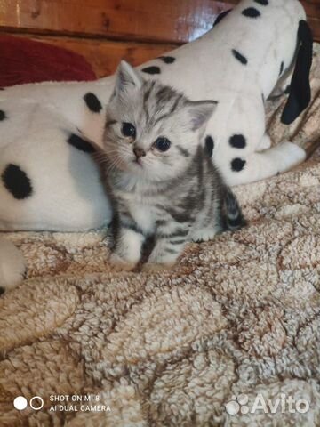 Ласковые котята