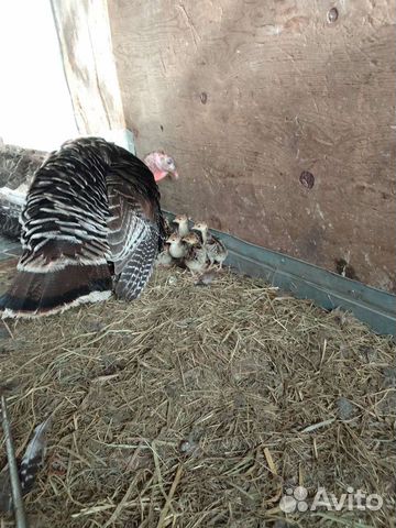 Папа индюк мама индюшка и 5 ребят индюшат