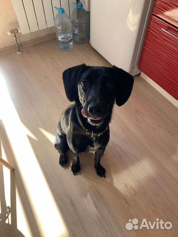 Собака в добрые руки отдам бесплатно