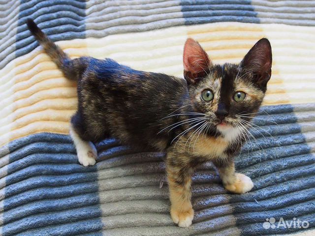 Котёнок Клёпа в добрые руки