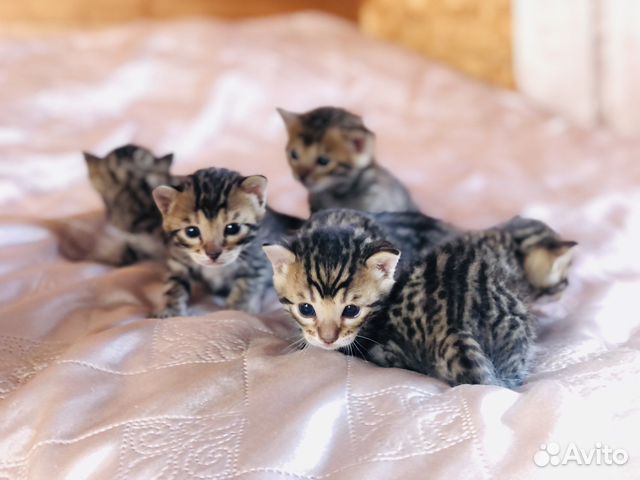 Бенгальские котята