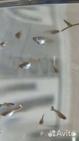 Аквариумные рыбки гуппи