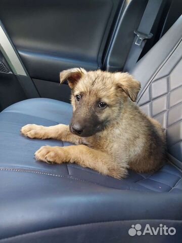 Собака в добрые руки щенок