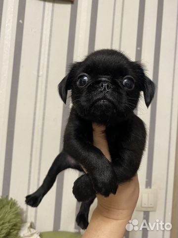 Пти брабансон щенки