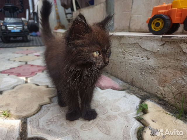 Чёрный котик ищет дом