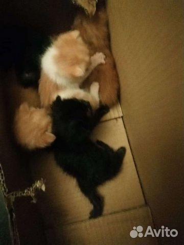 Котята в беде