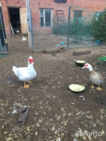 Семья уток мускусных