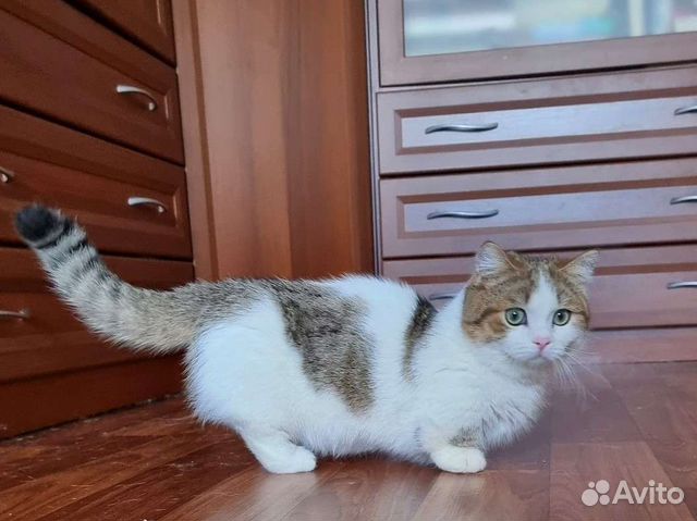 Манчкин килт