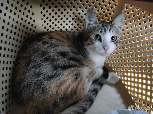 Маруся в добрые руки Срочное пристройство