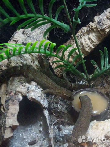 Траурный геккон (Lepidodactylus ligubris)